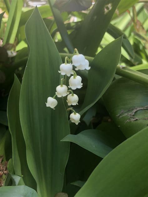 Lily Of The Valley Irl R Ac Newhorizons