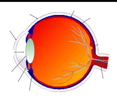 Eye Anatomy Diagram Quizlet