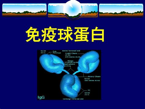 3免疫球蛋白word文档在线阅读与下载无忧文档