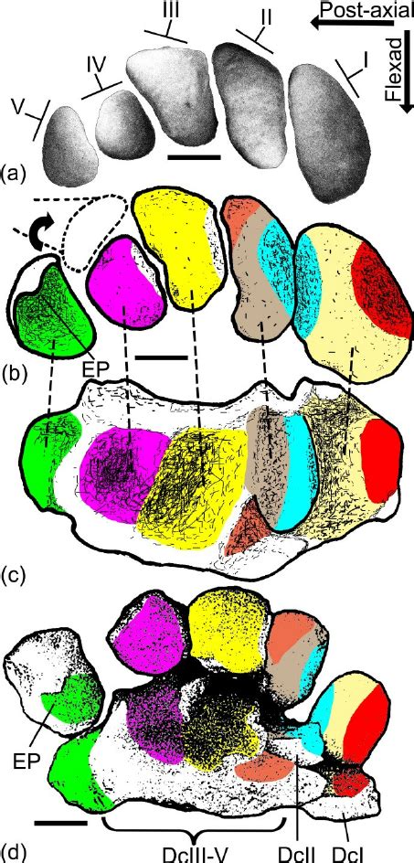 Figure S1 Functional Morphology Of The Carpometacarpal Joint In Download Scientific Diagram