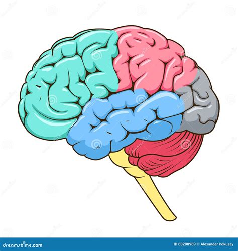 Structure Of Human Brain Schematic Vector Stock Vector Illustration