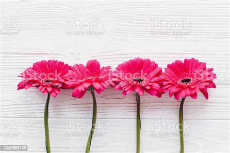 흰색 나무 배경 플랫 핑크 거 베라 텍스트 위한 공간을 놓으십시오 밝은 꽃 인사말 카드 이랑입니다 청첩장 해피 어머니의 날 또는 발렌타인 하루 개념 거베라데이지에 대한 스톡