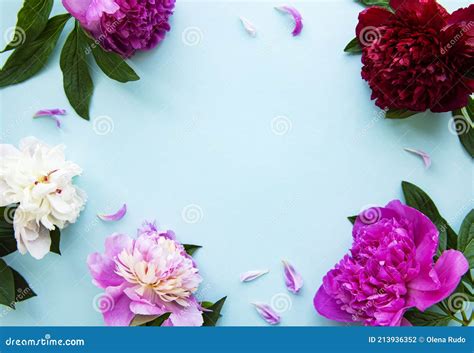 Pink Peony Flowers As A Border Stock Photo Image Of Branch Blossom 213936352