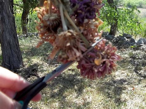 Quiltanddagger Harvesting Zinnia Seeds