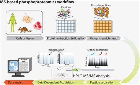 Ms Based Phosphoproteomics Workflow A The Cartoon Illustrates The Download Scientific