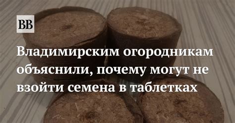 Владимирским огородникам объяснили, почему могут не взойти семена в ...
