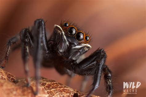 Jumping Spiders Salticidae Wildmacro Extreme Macro Photography