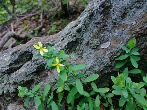 Sow Wild Natives St Andrews Cross Hypericum Hypericoides