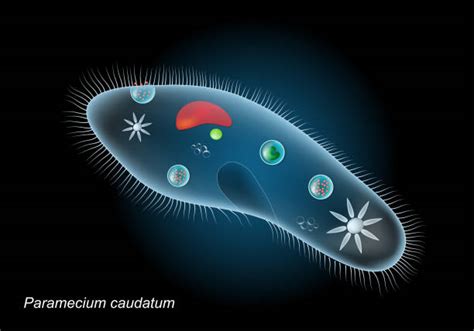 10 Cytostome Ilustrasi Grafik Vektor And Clip Art Bebas Royalti