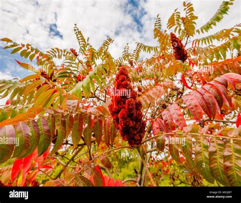 Sumac Flower Identification At Marina Williams Blog