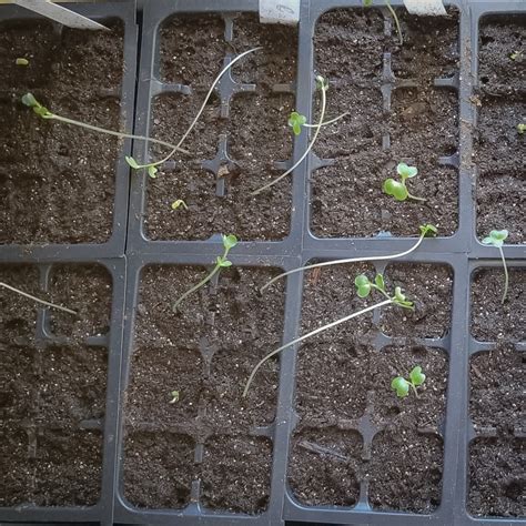 Common Seed Fails Chrissies Garden