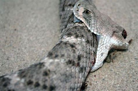 ببینید لحظه ترسناک نیش زدن مار به خودش با سر قطع شده خبرآنلاین