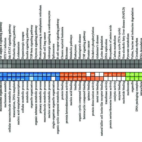 Whole Transcriptome Wide Functional Prediction Of Lncrna Identified Download Scientific