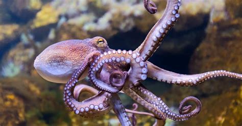 Why Are Octopuses So Smart