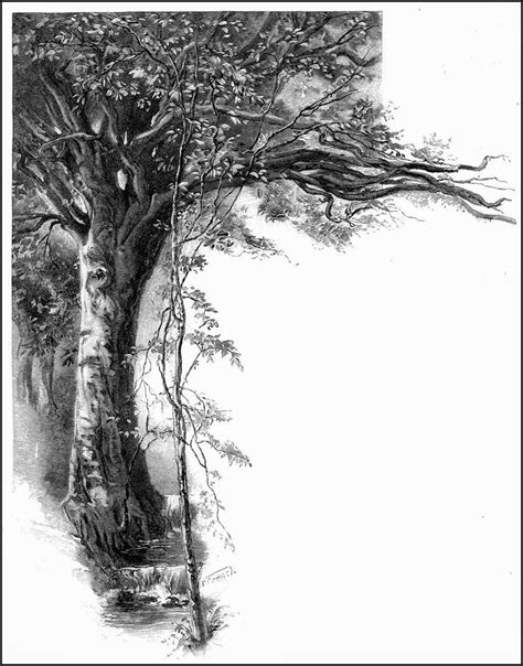 HD Art Archive Tree Line Art