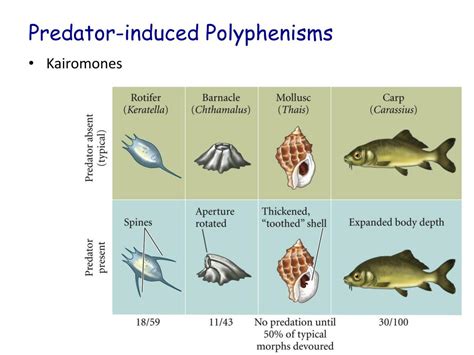 Ppt Developmental Plasticity And Symbiosis Powerpoint Presentation Free Download Id2227482