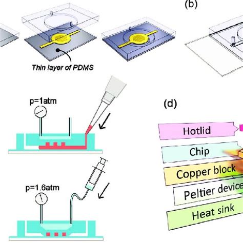 Pdf Digital Polymerase Chain Reaction In An Array Of Femtoliter Polydimethylsiloxane Microreactors