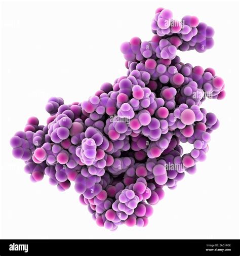 Human Prion Protein Molecular Model Prions Are Abnormal Proteins That Cause A Group Of Fatal