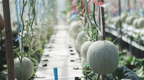 Premium Photo Melon Hydroponic