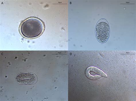 Morphology Of Toxocara Canis Egg A Morphology Of Unembryonated B Download Scientific