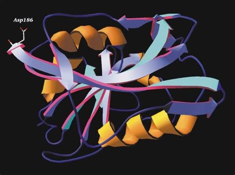 Crystal Structure Of Human Dihydrofolate Reductase Dhfr 27 Download Scientific Diagram