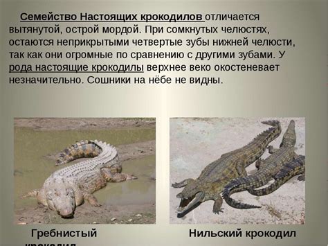 Презентация Отряд Крокодилы скачать бесплатно