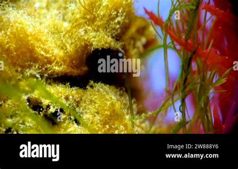Crustacean Balanus Sp Catches Plankton Among Algae Black Sea Stock Video Footage Alamy