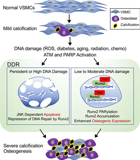 DNA Damage Response Runx2 Runt Related Transcription Factor 2 And