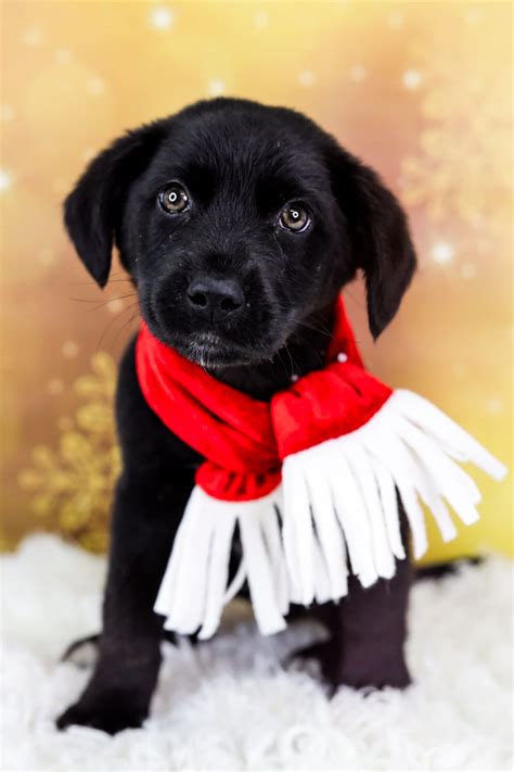 Background And Attributes