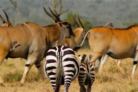 What Is Ecosystem Diversity Examples Threats Conservation What Is Ecosystem Diversity Examples Threats Conservation