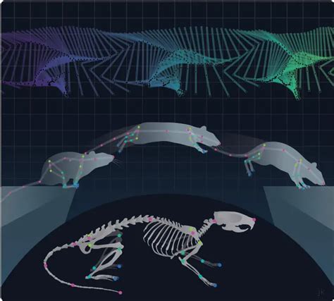 Uncovering The Secrets Of Skeleton Motion