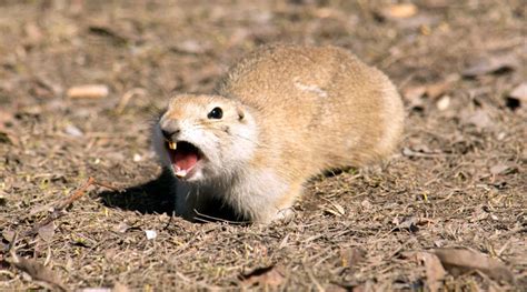 Strychnine For Gopher Control To Be Phased Out Strathmore Times