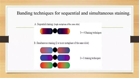 Chromosome Banding Patterndr Soniapdf