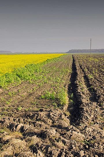 Cereal Plant Background Agriculture Agricultural Photo And Picture For