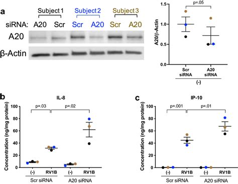 A20 Inhibits Rv Mediated Inflammation In Human Tracheobronchial