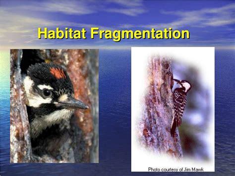 Ppt Habitat Fragmentation Powerpoint Presentation Free Download Id