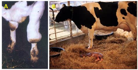 Penyakit Penyakit Kausa Bakteri Pada Sapi Yang Harus Diwaspadai