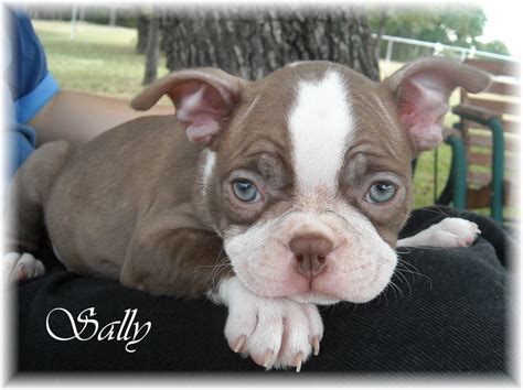 Bremer Boston Terriers Red And White Boston Terrier Puppies