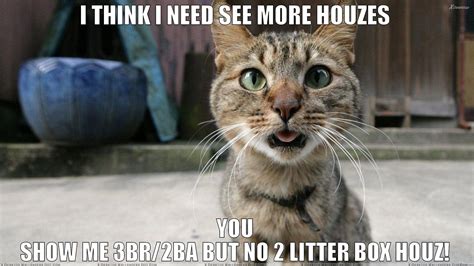 Cat Meme Wallpapers Top Free Cat Meme Backgrounds Wallpaperaccess