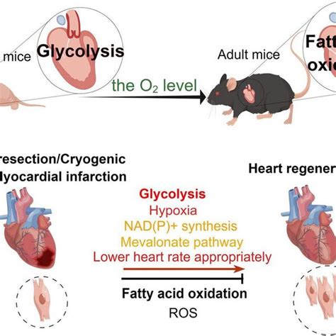 Different Metabolic Patterns In Physiological And Pathological States