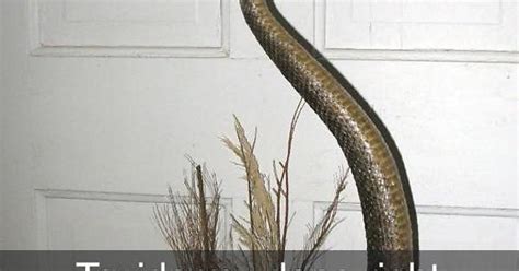 Dafaq Album On Imgur