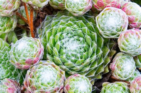 开花 仙人掌 关闭 Pixabay上的免费照片 Pixabay