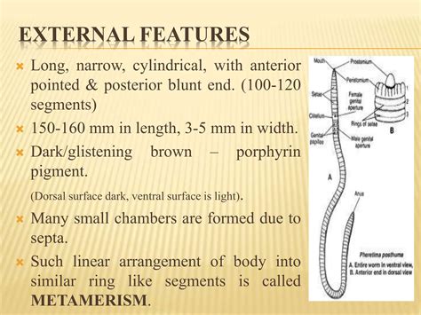 Chapter11studyofanimaltypecockroachpptx Chapter11studyofanimaltypecockroachpptx