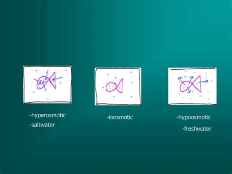 Chpt 44 Osmoregulation And Excretion Ppt Download