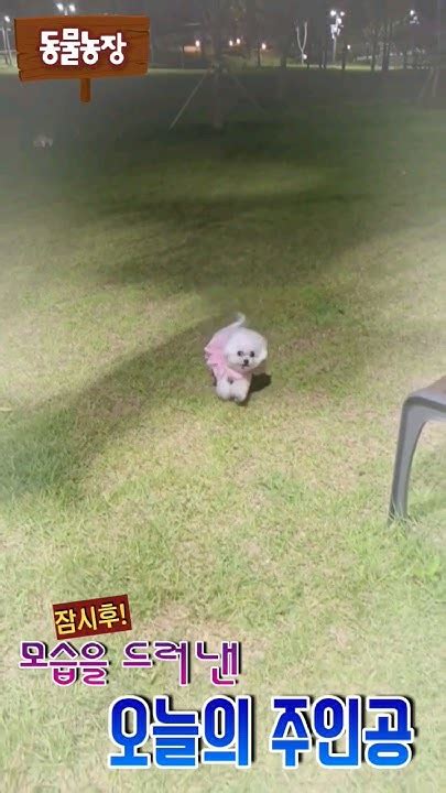 공원에서 만난댕친구 제니🩷🩷shorts 강아지 Youtube