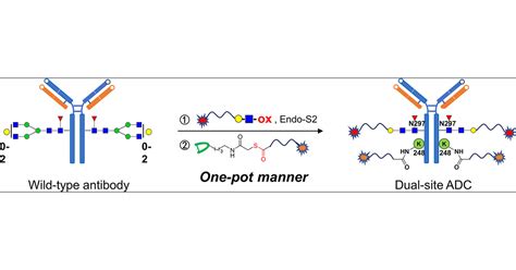 One Pot Assembly Of Dual Site Specific Antibodydrug Conjugates Via Glycan Remodeling And
