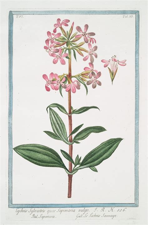 Lychnis Sylvestris Quae Saponaria Vulgo Saponara Le Lichnis Sauvage