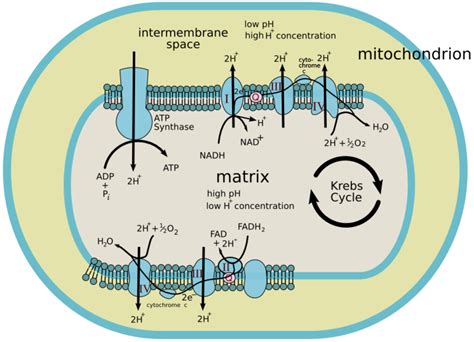 Krebs Cycle Takes In At Brian Griffith Blog