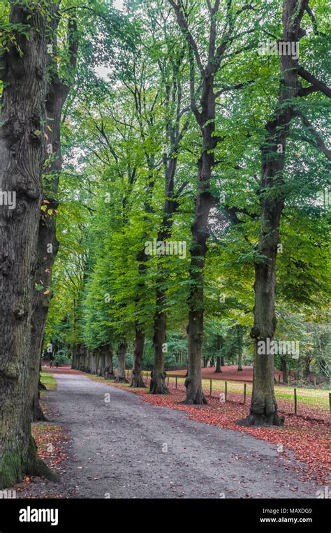 Beautiful Trees Lined With A Walking Path In The Middle Stock Photo Alamy