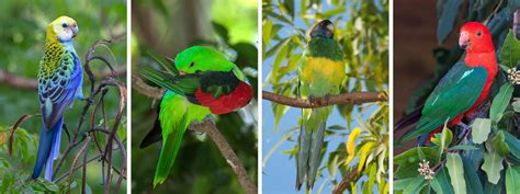 How Many Parrots In Australia